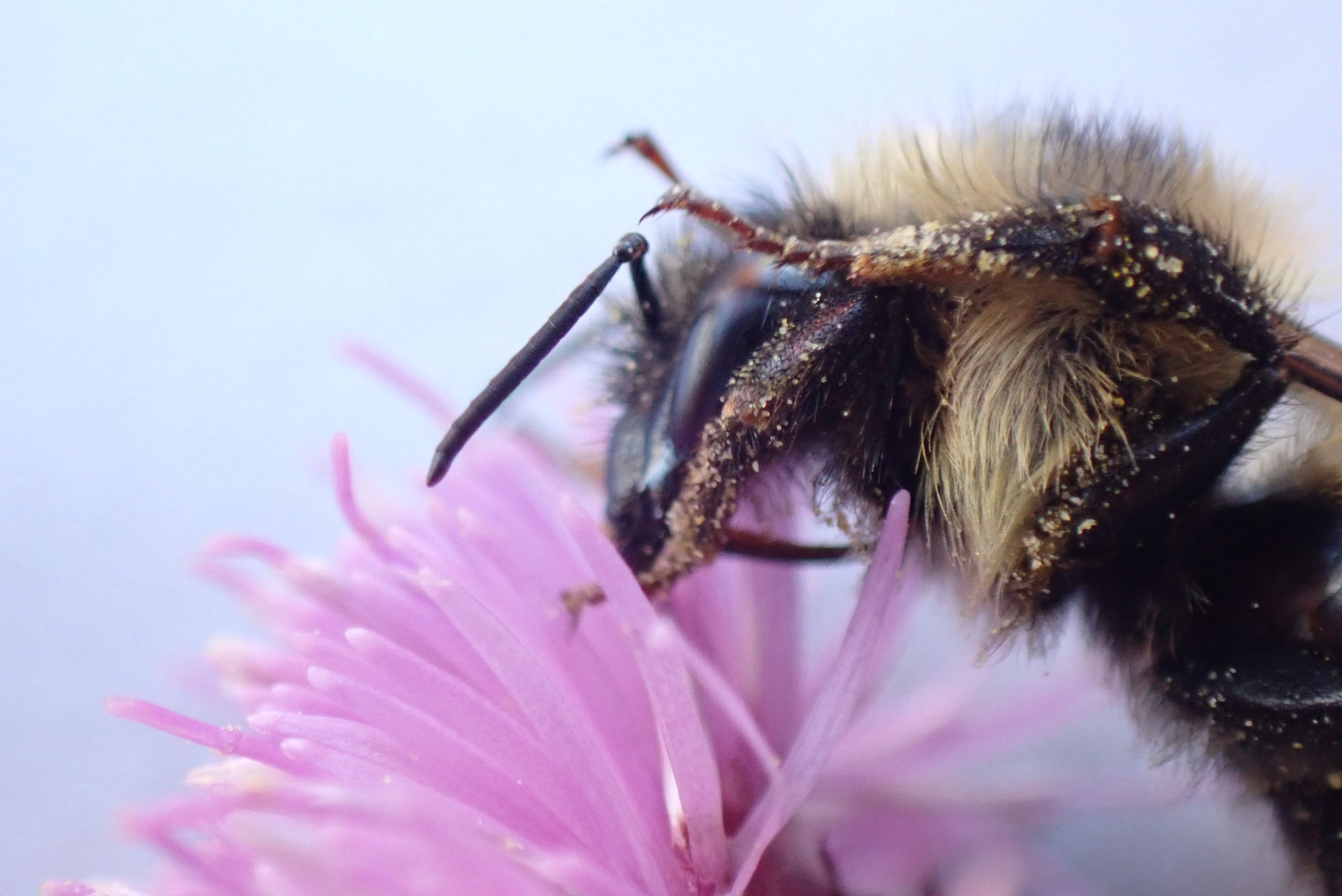 Pollinator Conservation Symposium - Division of Natural Resources and Sciences