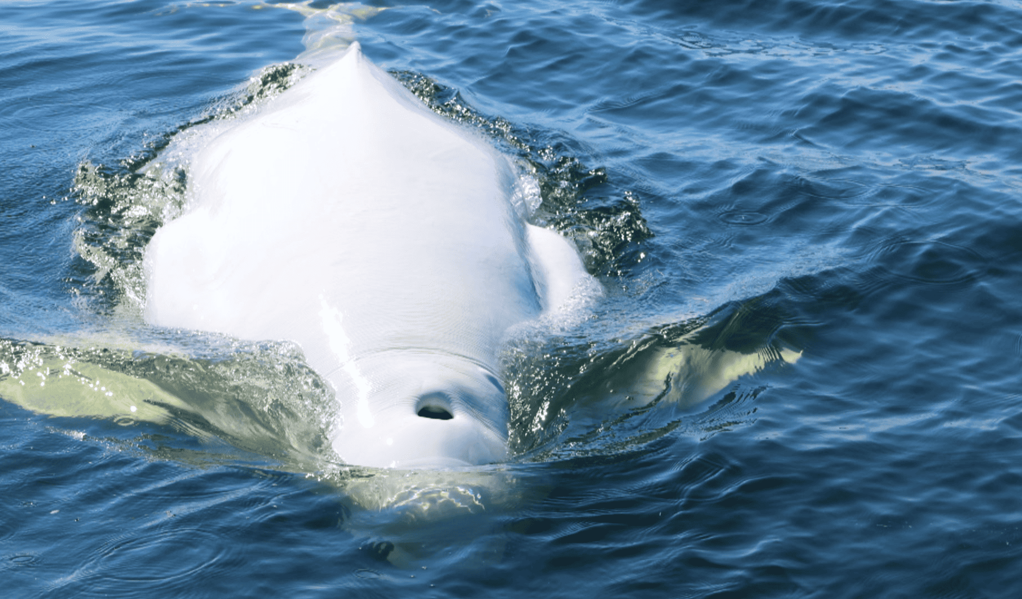 "40 years of Observations of Arctic and Sub Arctic Travels." - Division of Natural Resources and ...